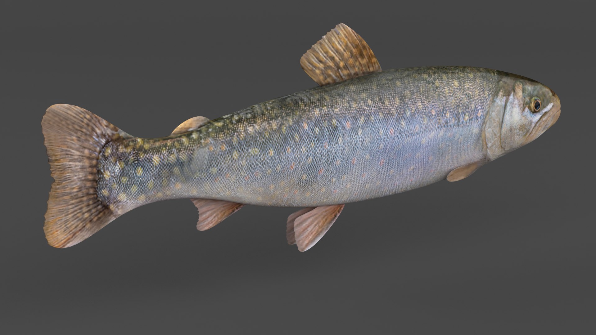 Char Fish 3D Model - TurboSquid 2077663