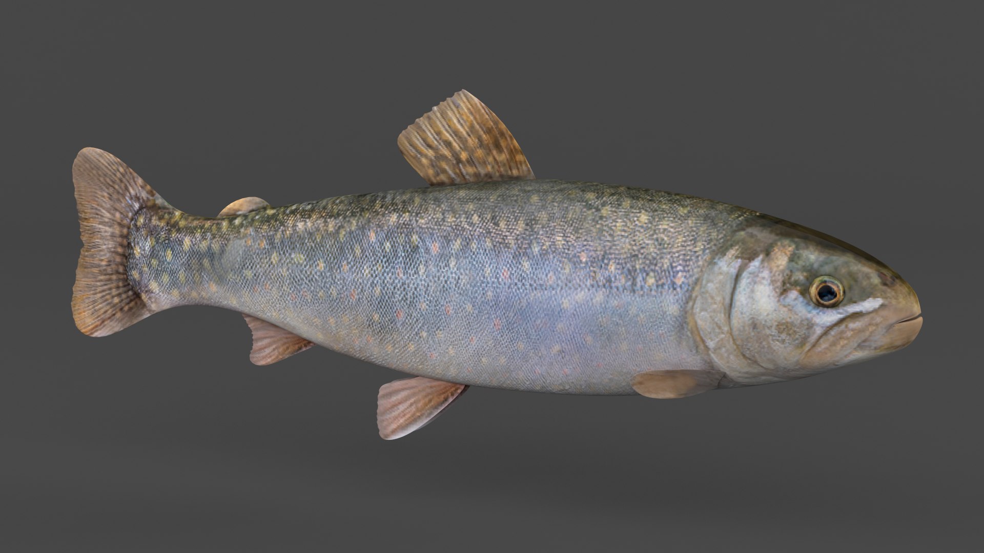 Char Fish 3D Model - TurboSquid 2077663