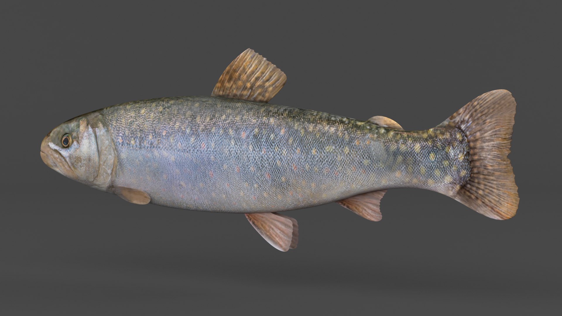Char Fish 3D Model - TurboSquid 2077663