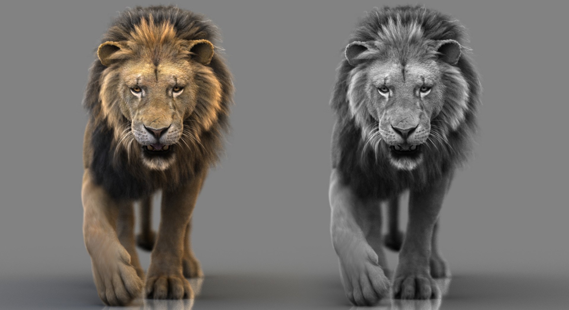 Lion Rigged Fur Model - TurboSquid 1479782