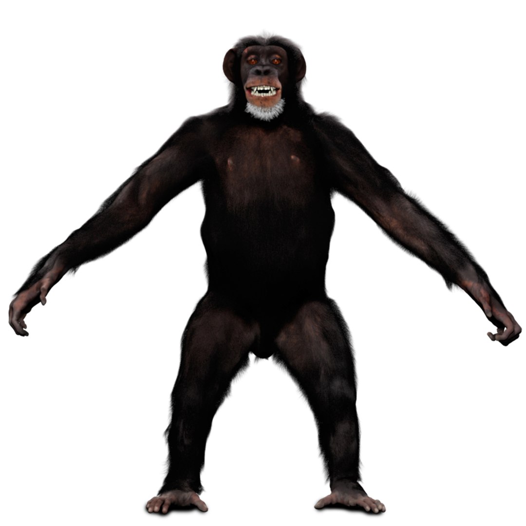 3D Chimpanzee Fur Rig Model - TurboSquid 1224148