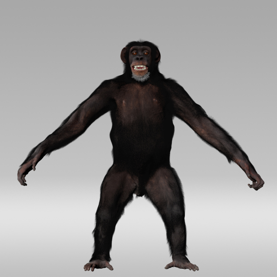 3D Chimpanzee Fur Rig Model - TurboSquid 1224148