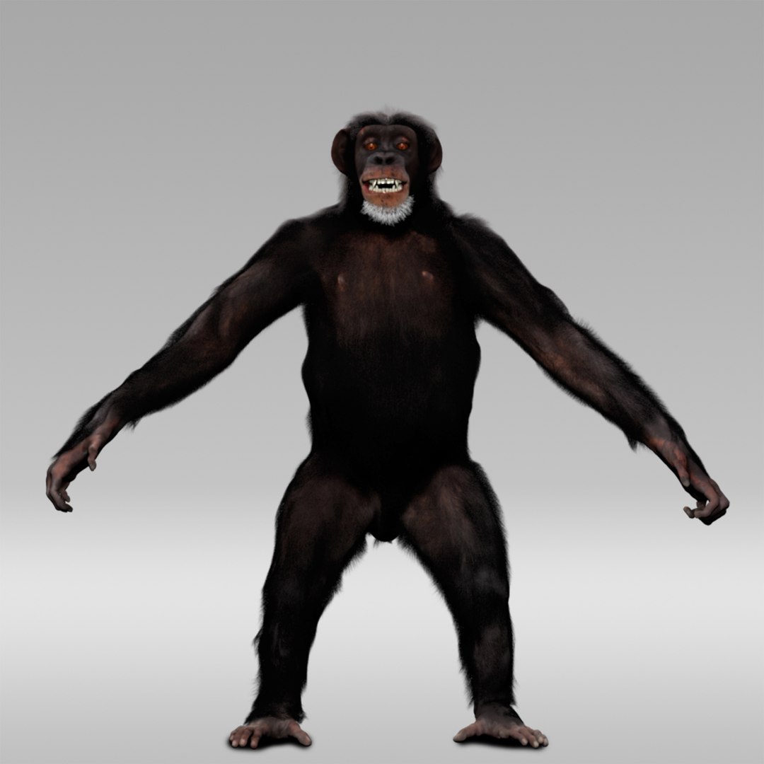 3D Chimpanzee Fur Rig Model - TurboSquid 1224148
