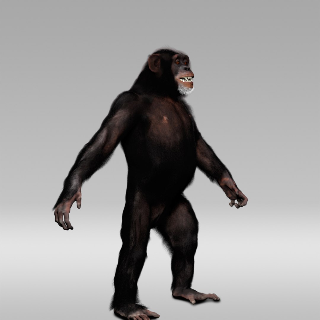 3D Chimpanzee Fur Rig Model - TurboSquid 1224148