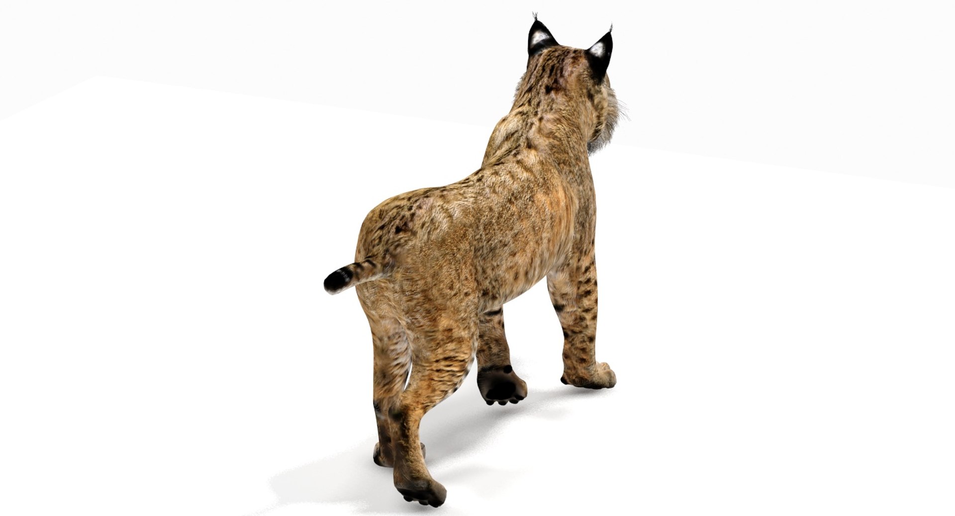 3d Model Bobcat Rigging Animation Cat