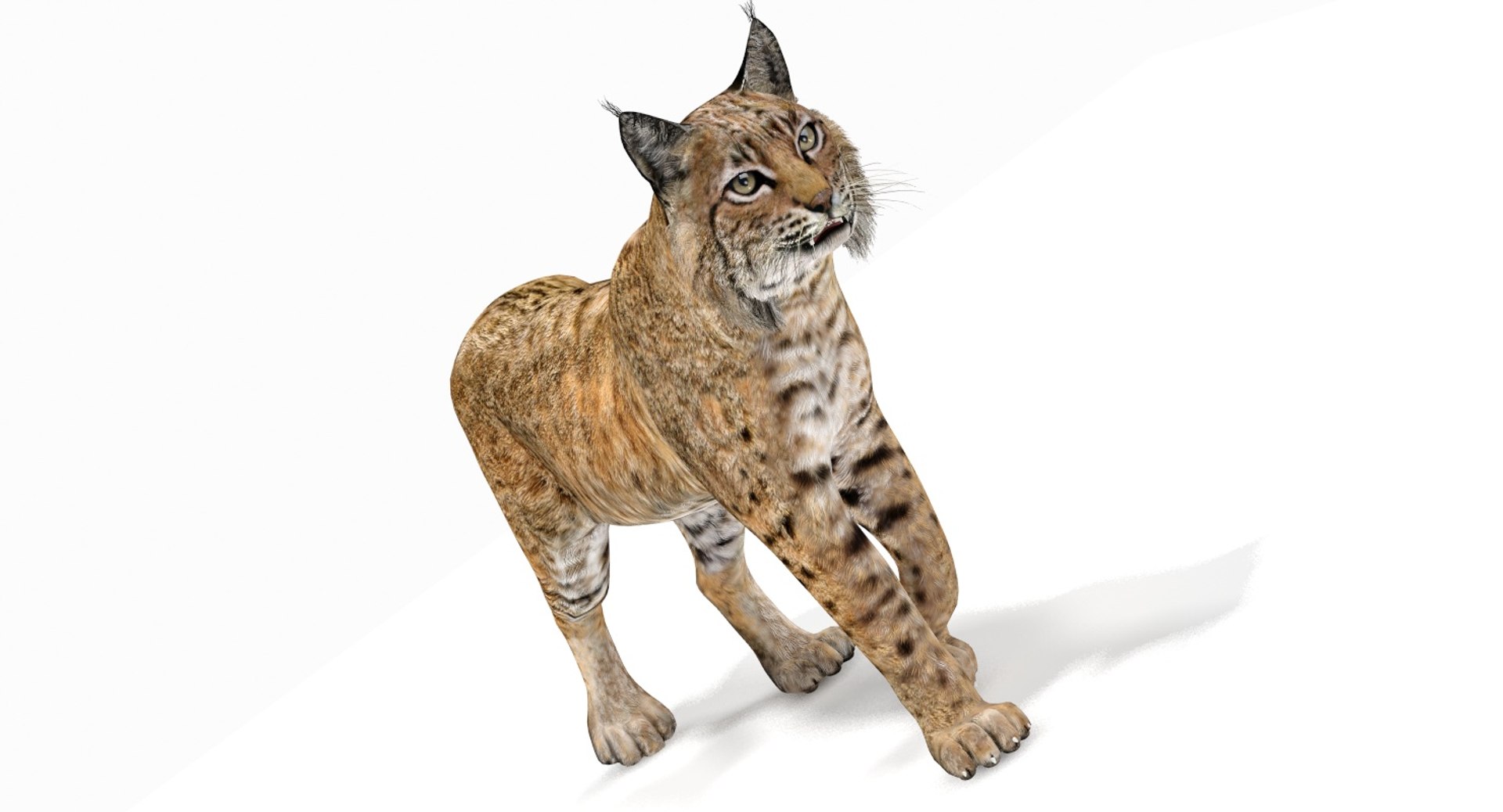 3d Model Bobcat Rigging Animation Cat