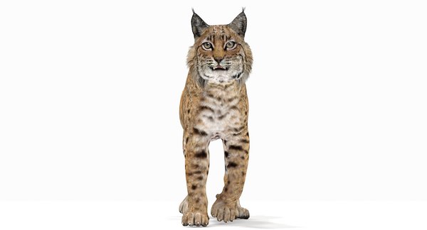 3d model bobcat rigging animation cat