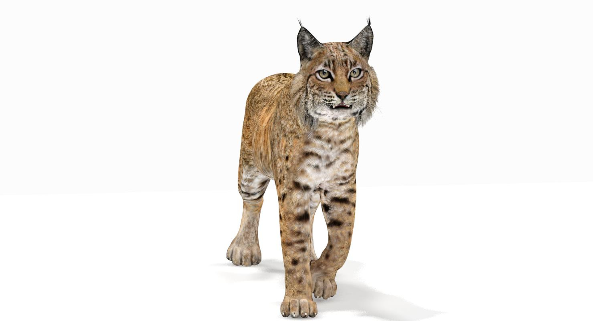 3d Model Bobcat Rigging Animation Cat