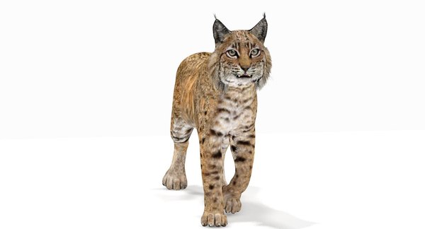 3d model bobcat rigging animation cat