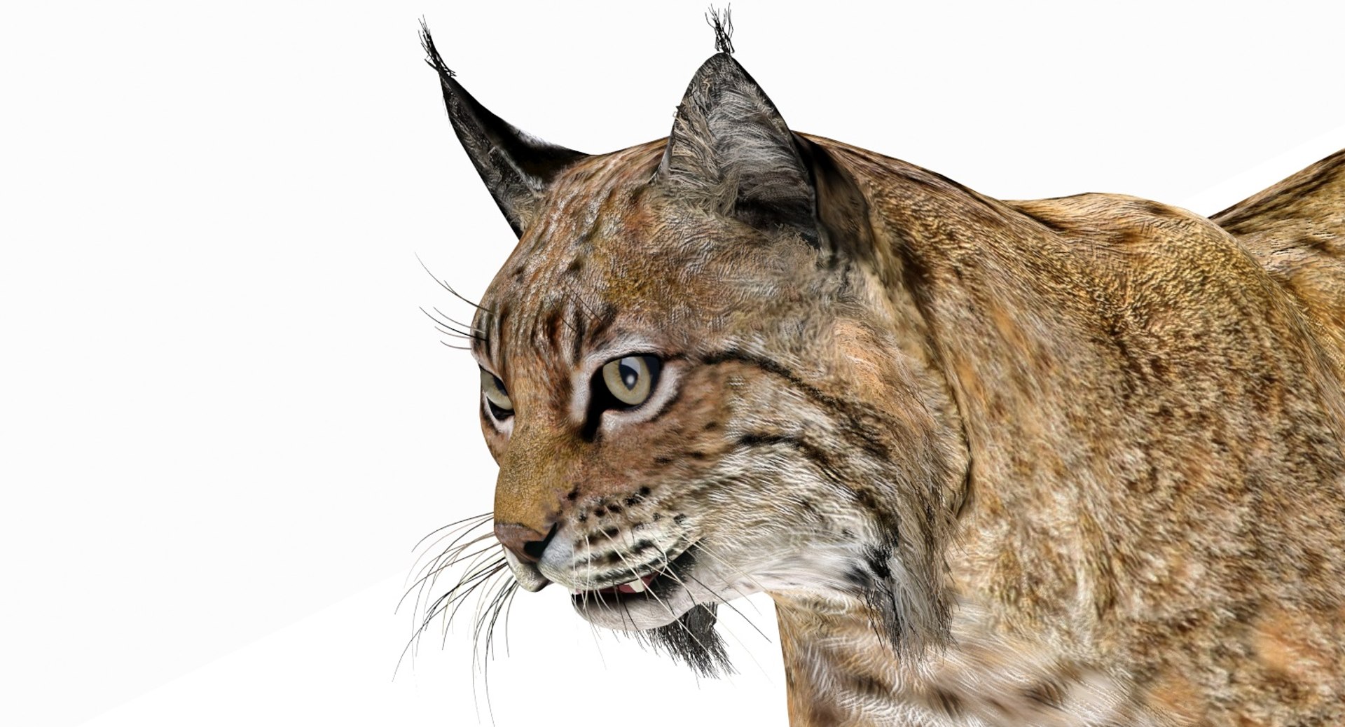 3d Model Bobcat Rigging Animation Cat