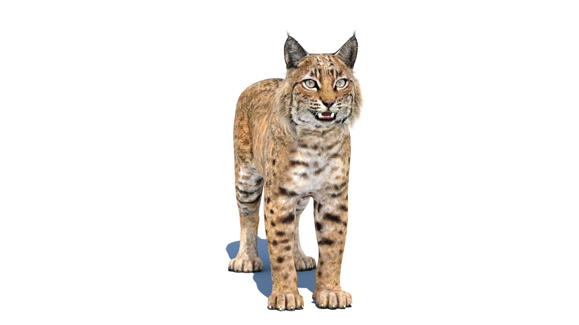 3d Model Bobcat Rigging Animation Cat