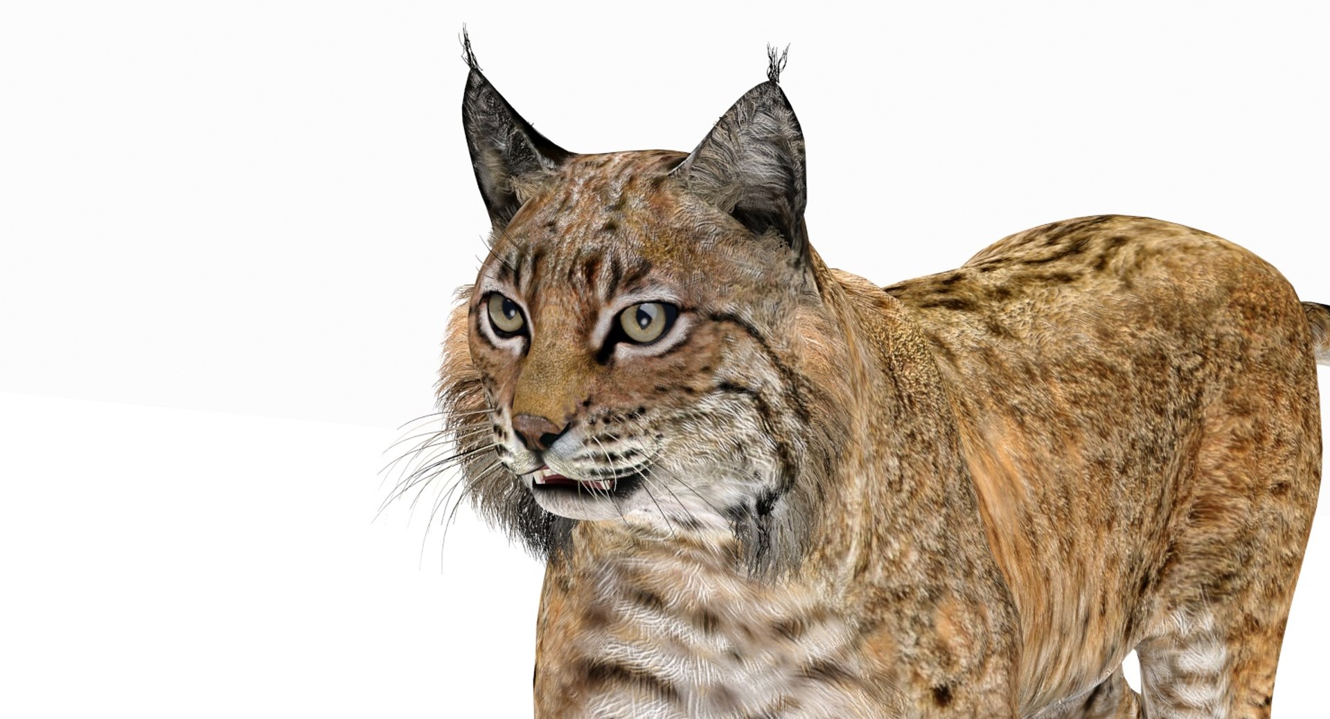 3d Model Bobcat Rigging Animation Cat