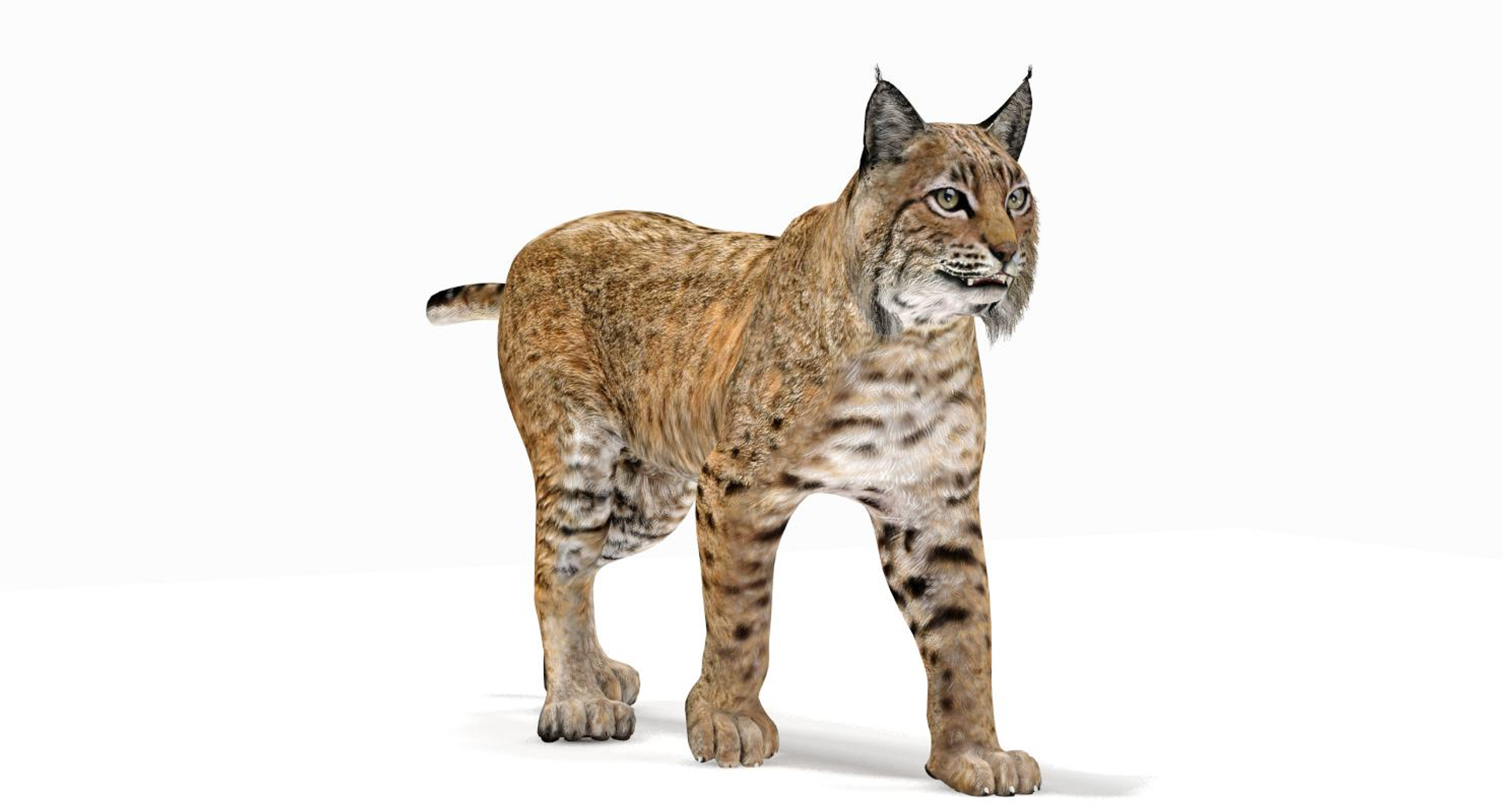 3d Model Bobcat Rigging Animation Cat