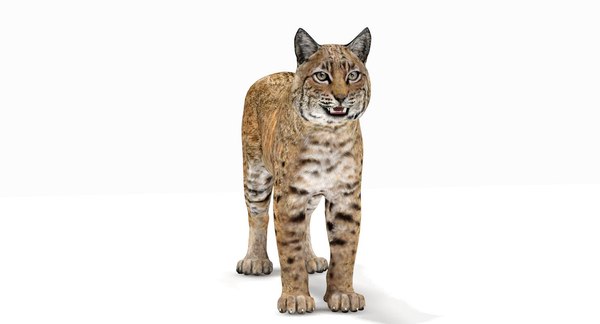 3d model bobcat rigging animation cat