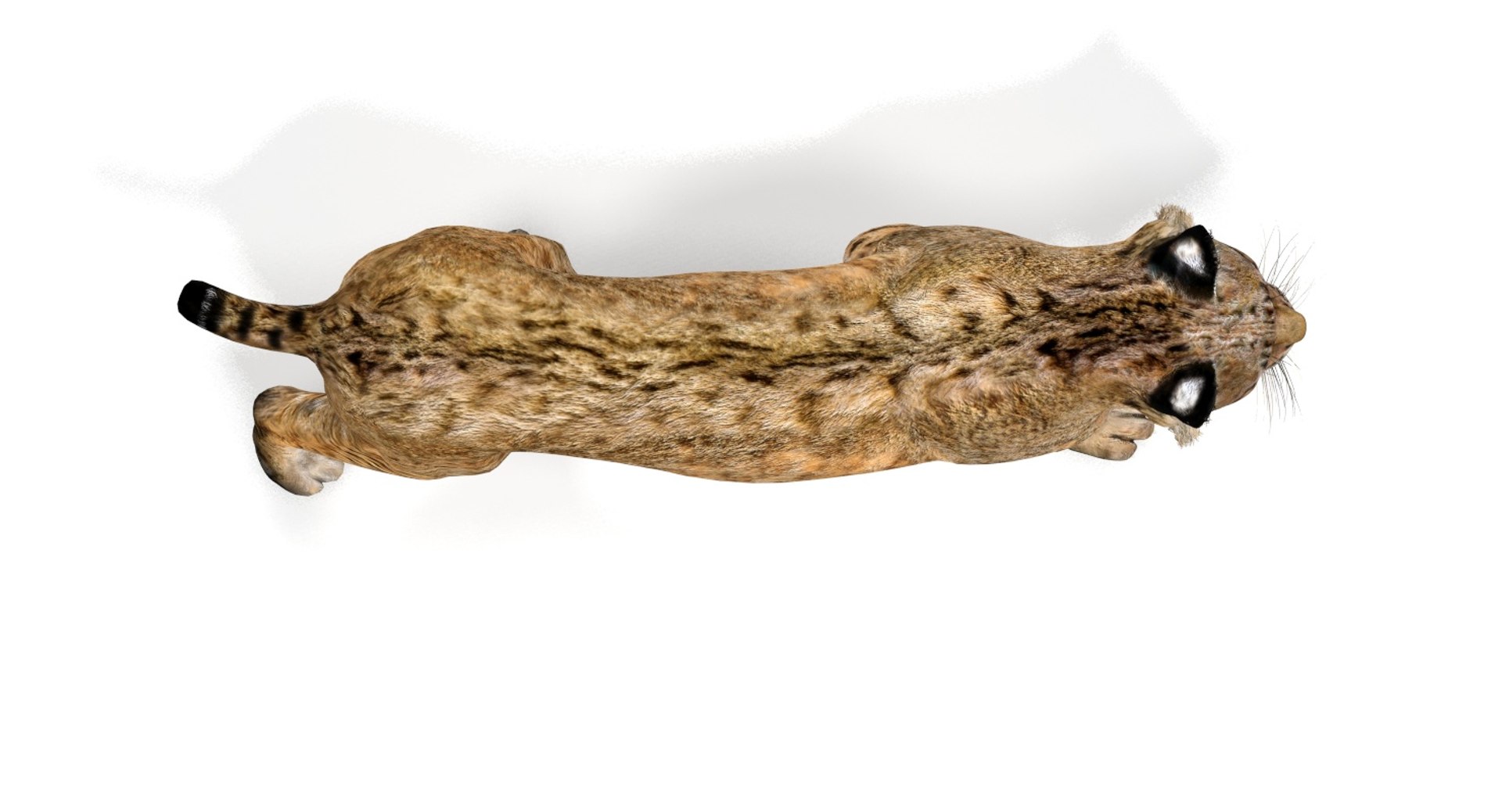 3d Model Bobcat Rigging Animation Cat