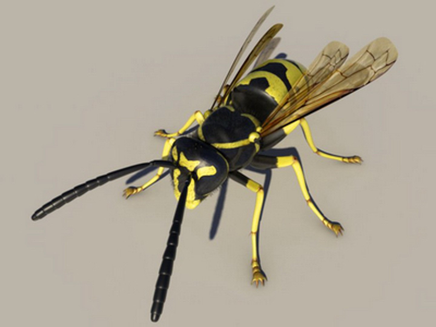Wasp 3d 3ds