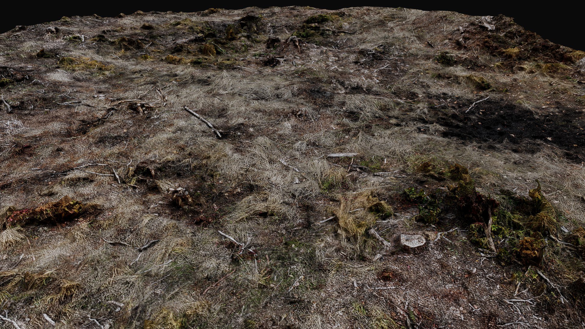 Forest Ground Biome Grass Types Area Part6 Photogrammetry 3D Model ...