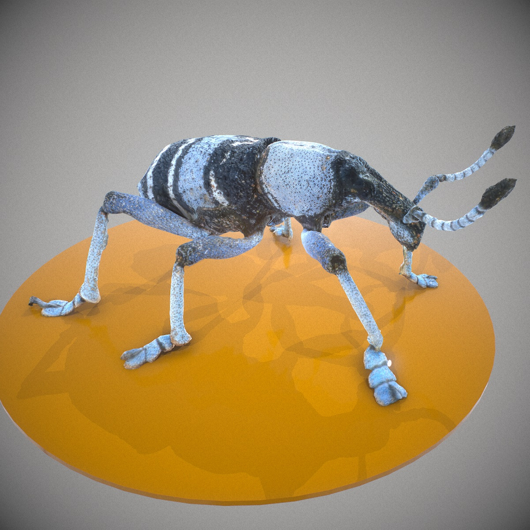 3d weevil eupholus beetle