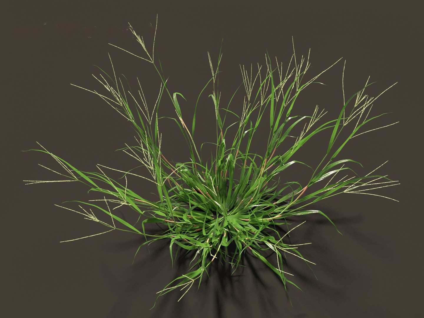 Digitaria Ciliaris - Fingergrass 3D Model - TurboSquid 2126625