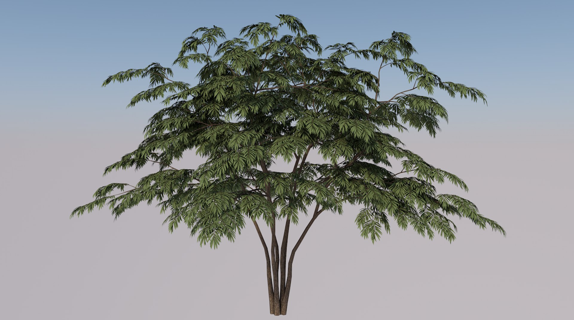 Aralia Tree 3D - TurboSquid 1343493