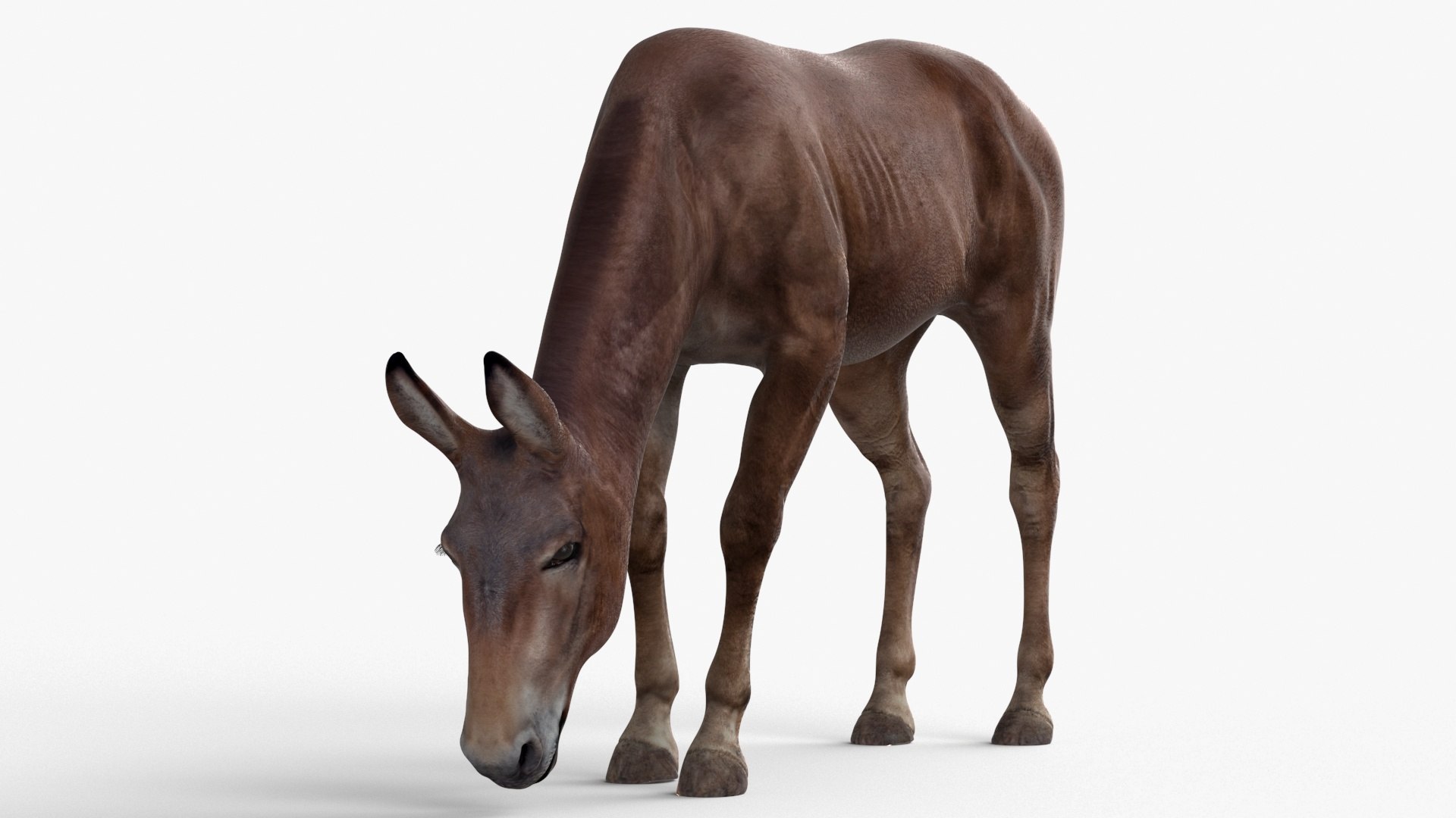 Mule Dark Rigged For Cinema 4D 3D Model - TurboSquid 2366269