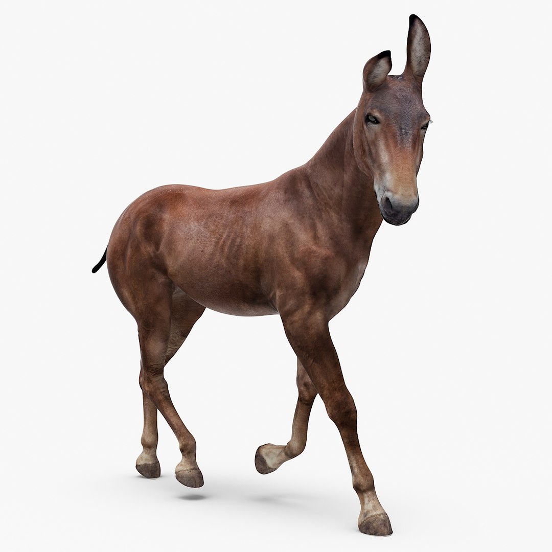Mule Dark Rigged For Cinema 4D 3D Model - TurboSquid 2366269