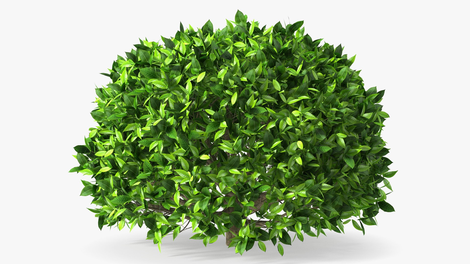3D Model Green Tea Tree Round - TurboSquid 1859298