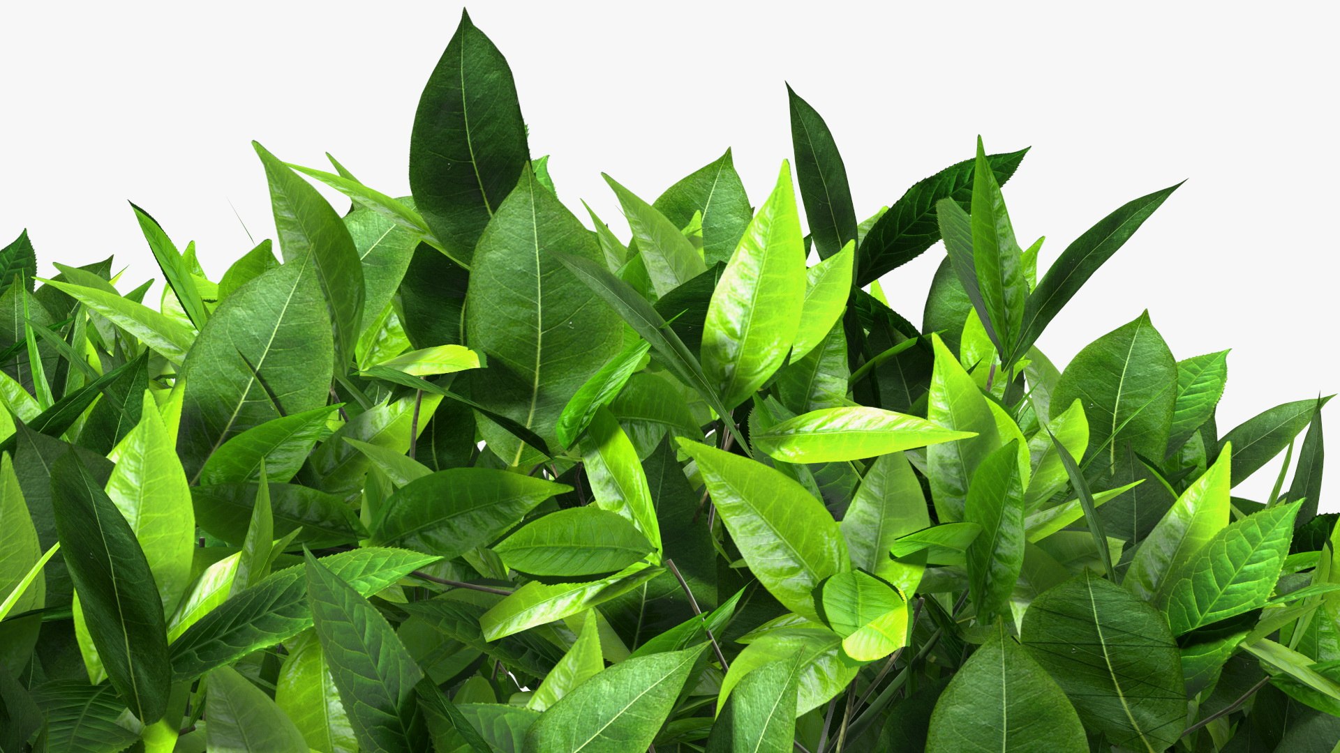 3D model Green Tea Tree Round - TurboSquid 1859298