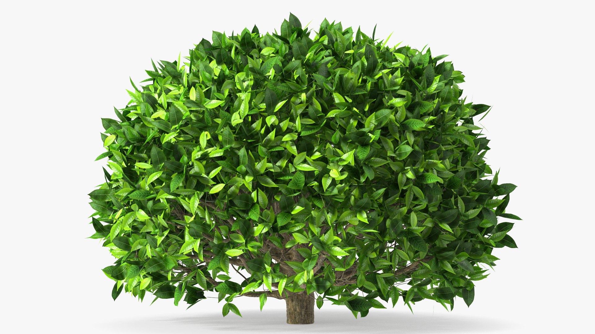3D Model Green Tea Tree Round - TurboSquid 1859298