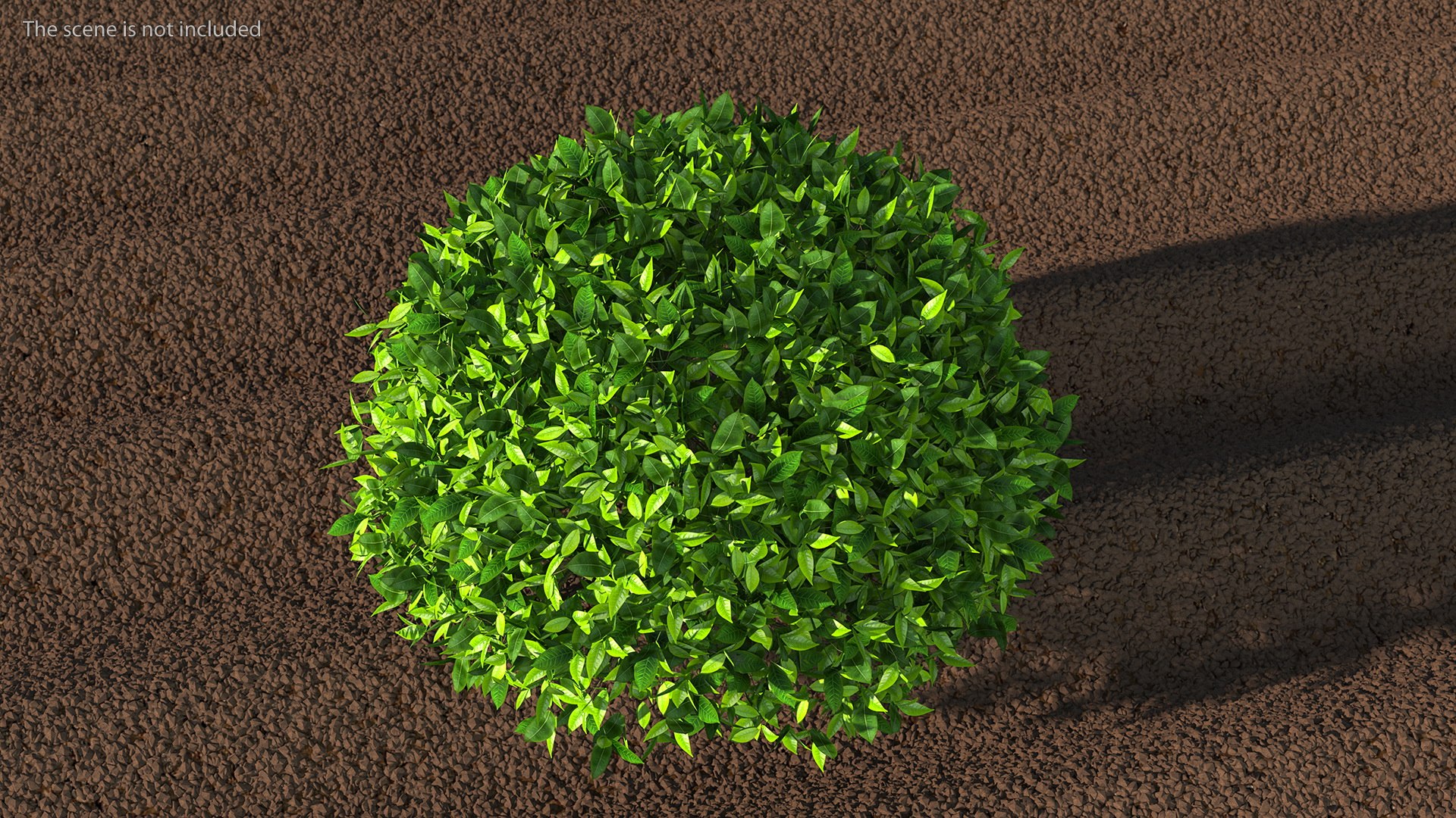 3D Model Green Tea Tree Round - TurboSquid 1859298