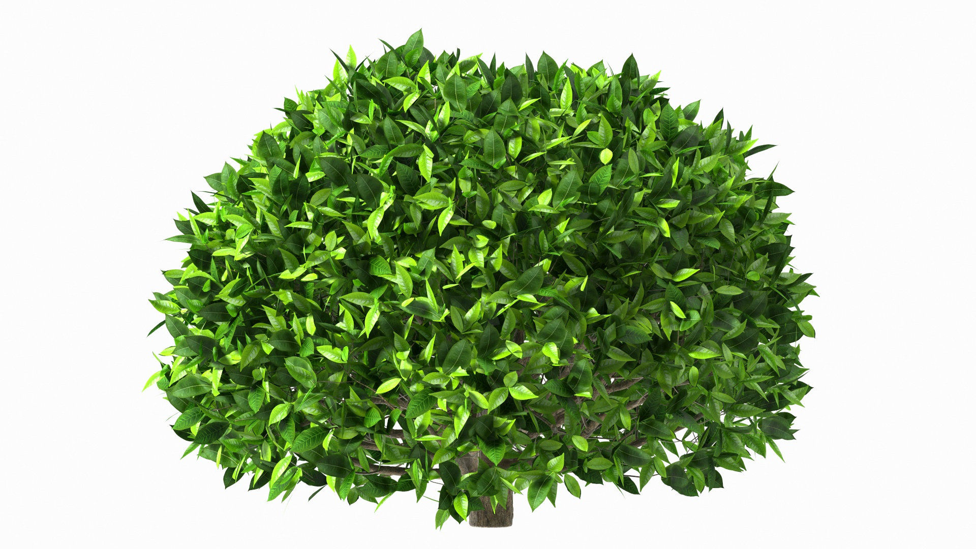 3D Model Green Tea Tree Round - TurboSquid 1859298