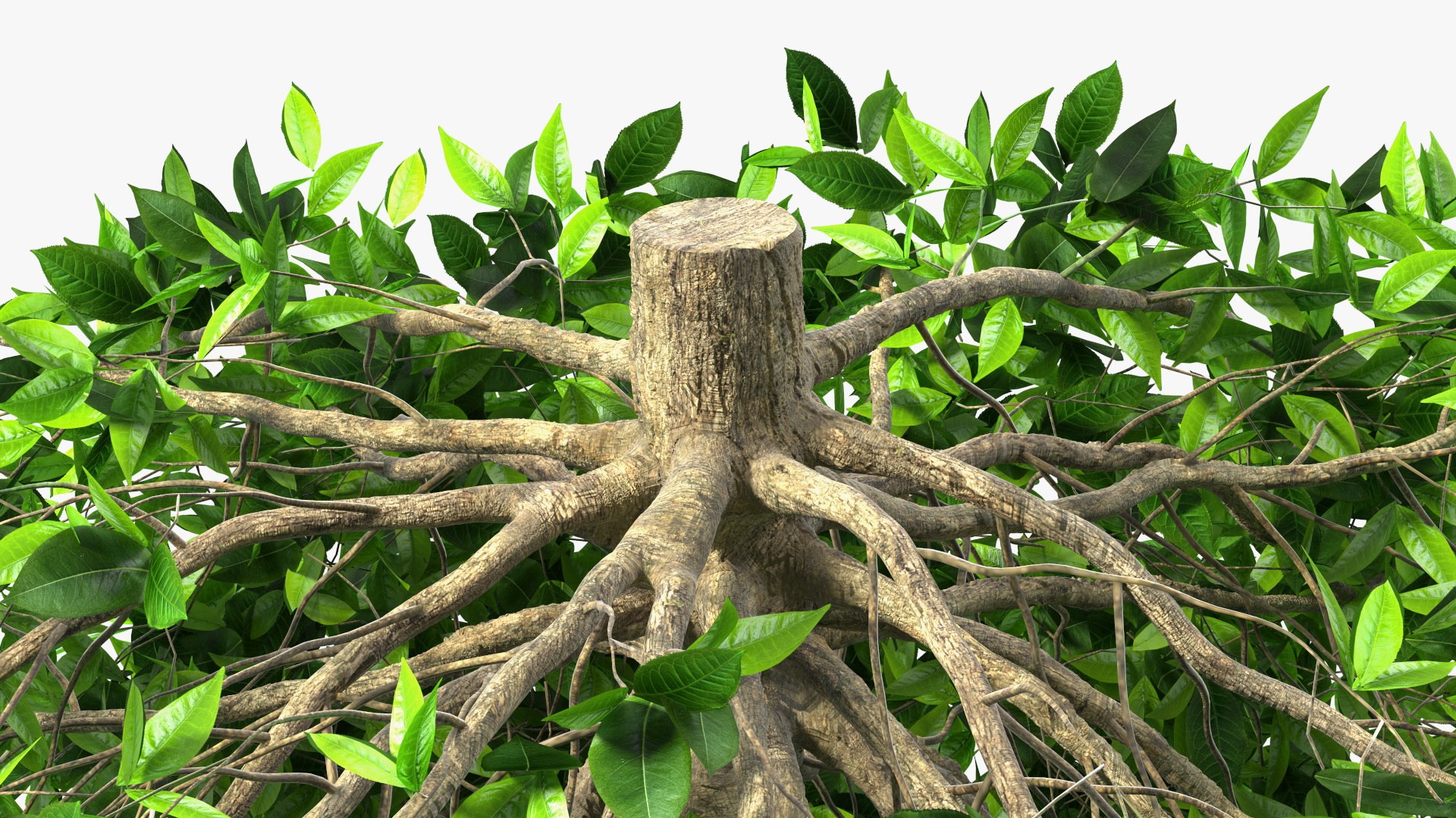 3D Model Green Tea Tree Round - TurboSquid 1859298