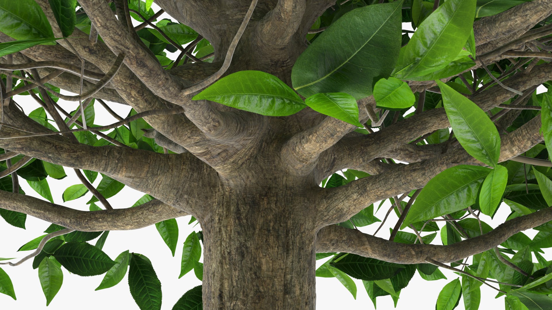 3D model Green Tea Tree Round - TurboSquid 1859298