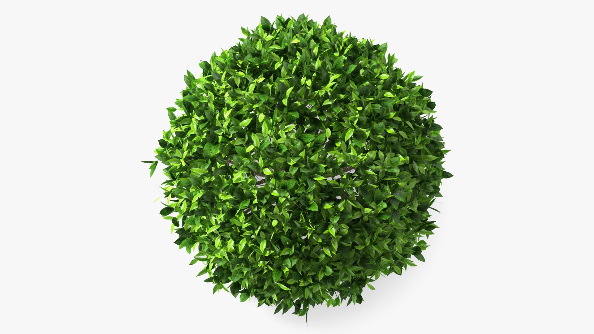 3D Model Green Tea Tree Round - TurboSquid 1859298