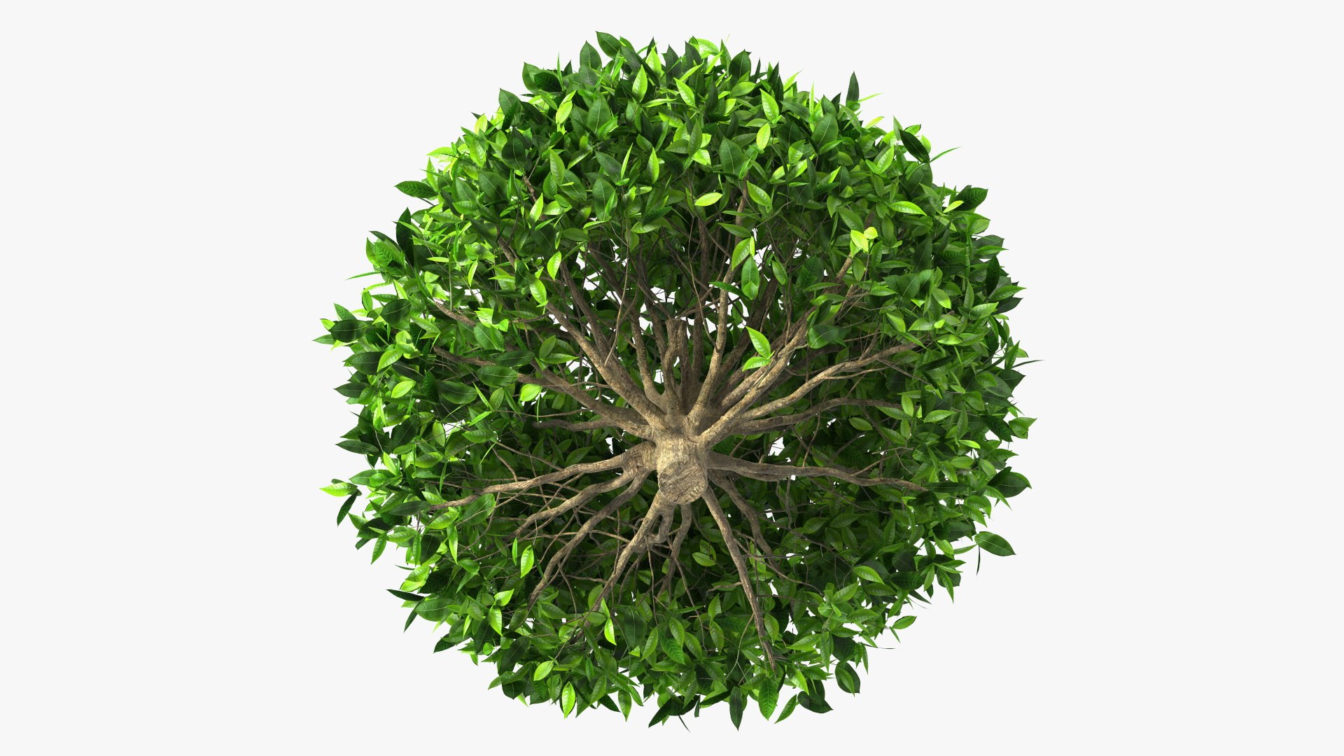 3D Model Green Tea Tree Round - TurboSquid 1859298