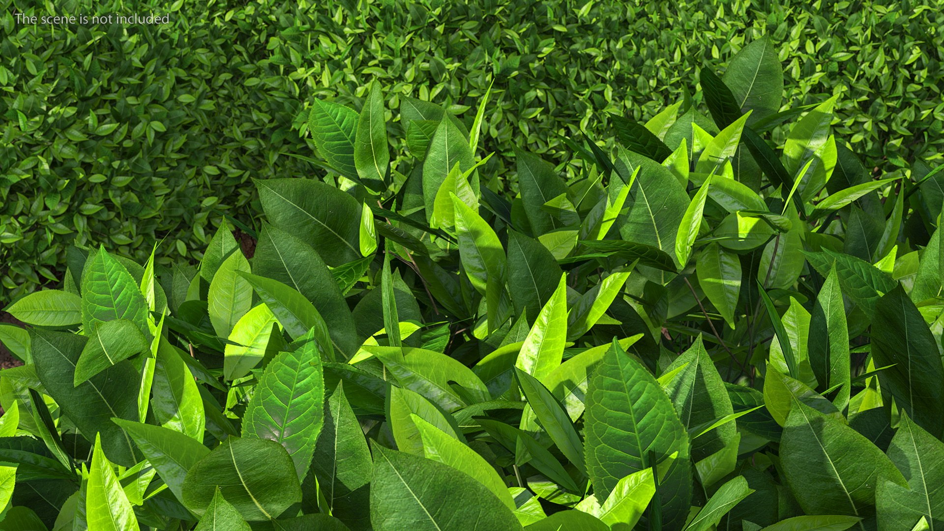 3D Model Green Tea Tree Round - TurboSquid 1859298