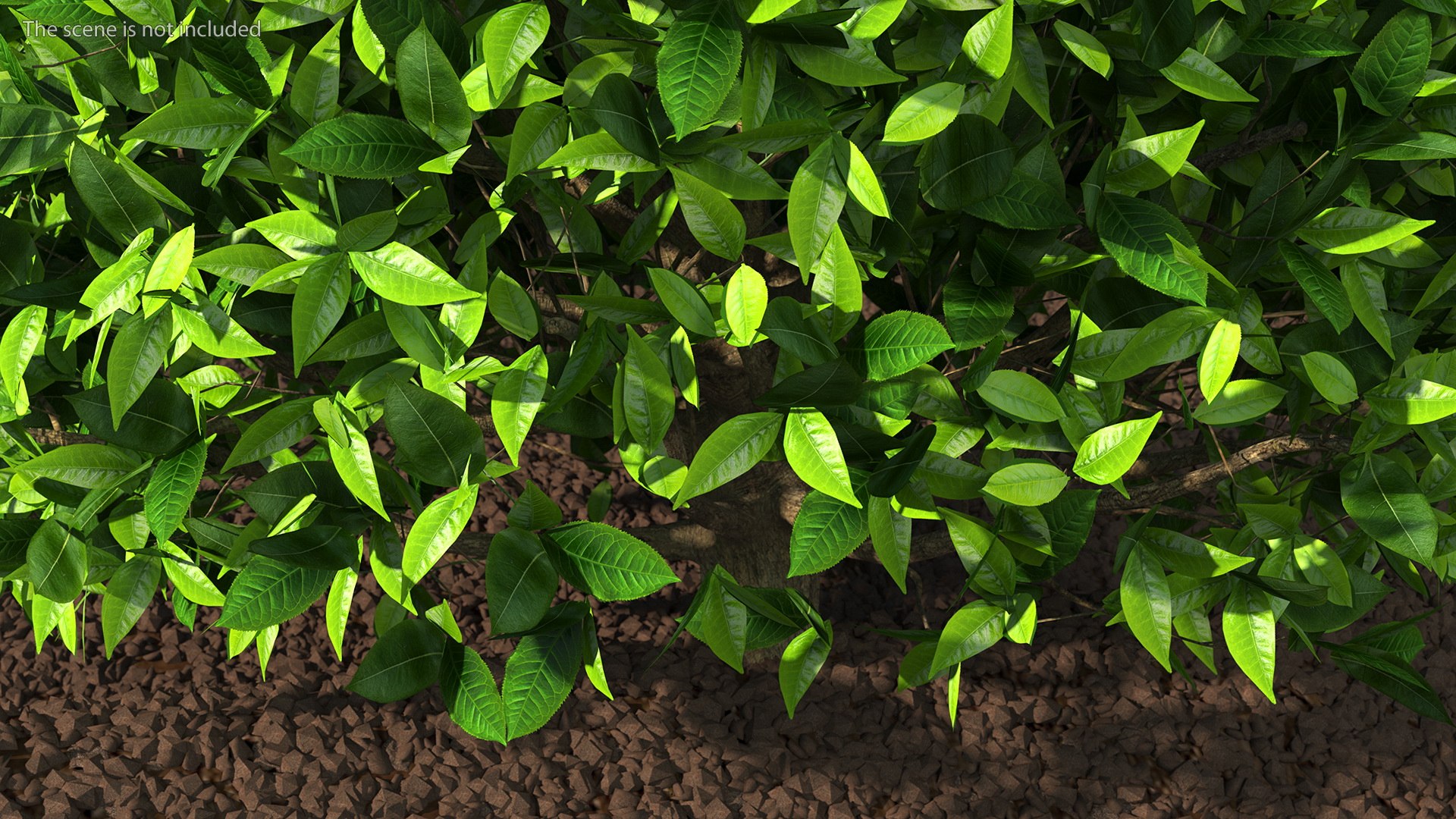 3D Model Green Tea Tree Round - TurboSquid 1859298