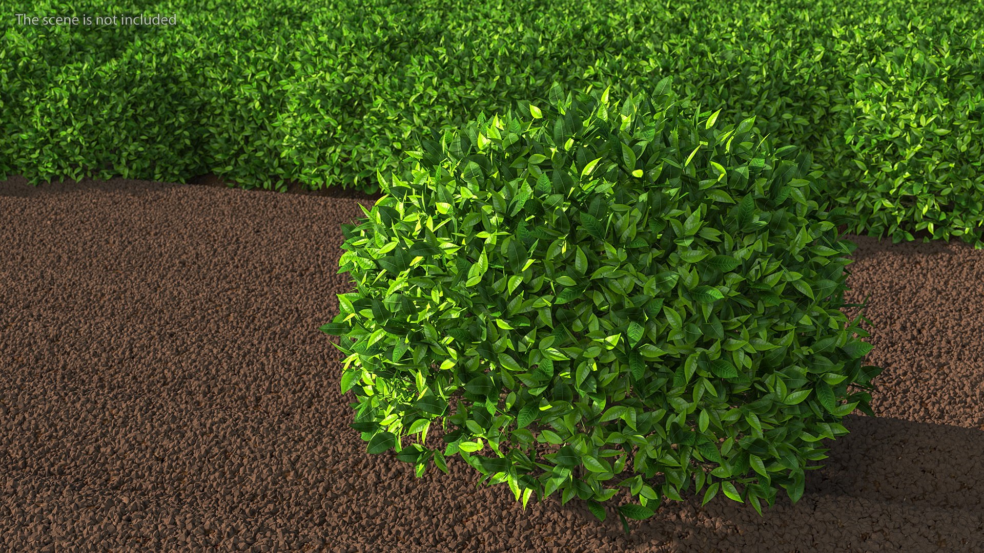 3D Model Green Tea Tree Round - TurboSquid 1859298