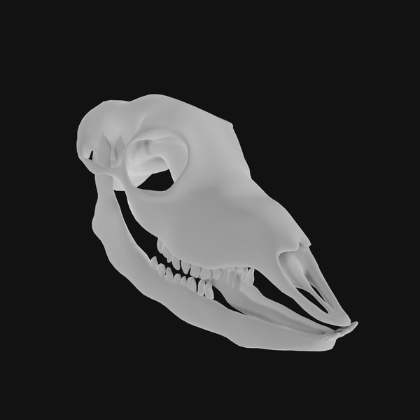 Doe Skull 3D 모델 - TurboSquid 1986098
