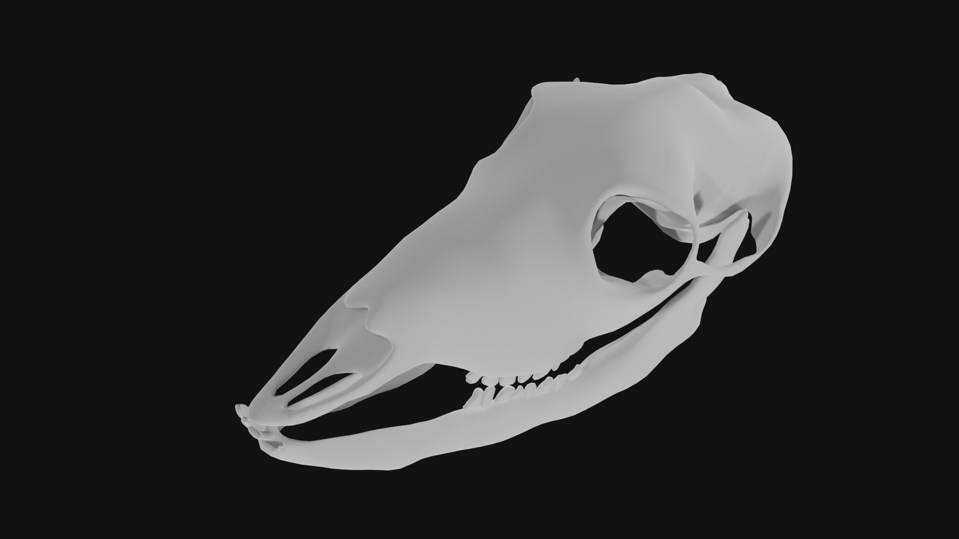 Doe Skull 3D Model - TurboSquid 1986098