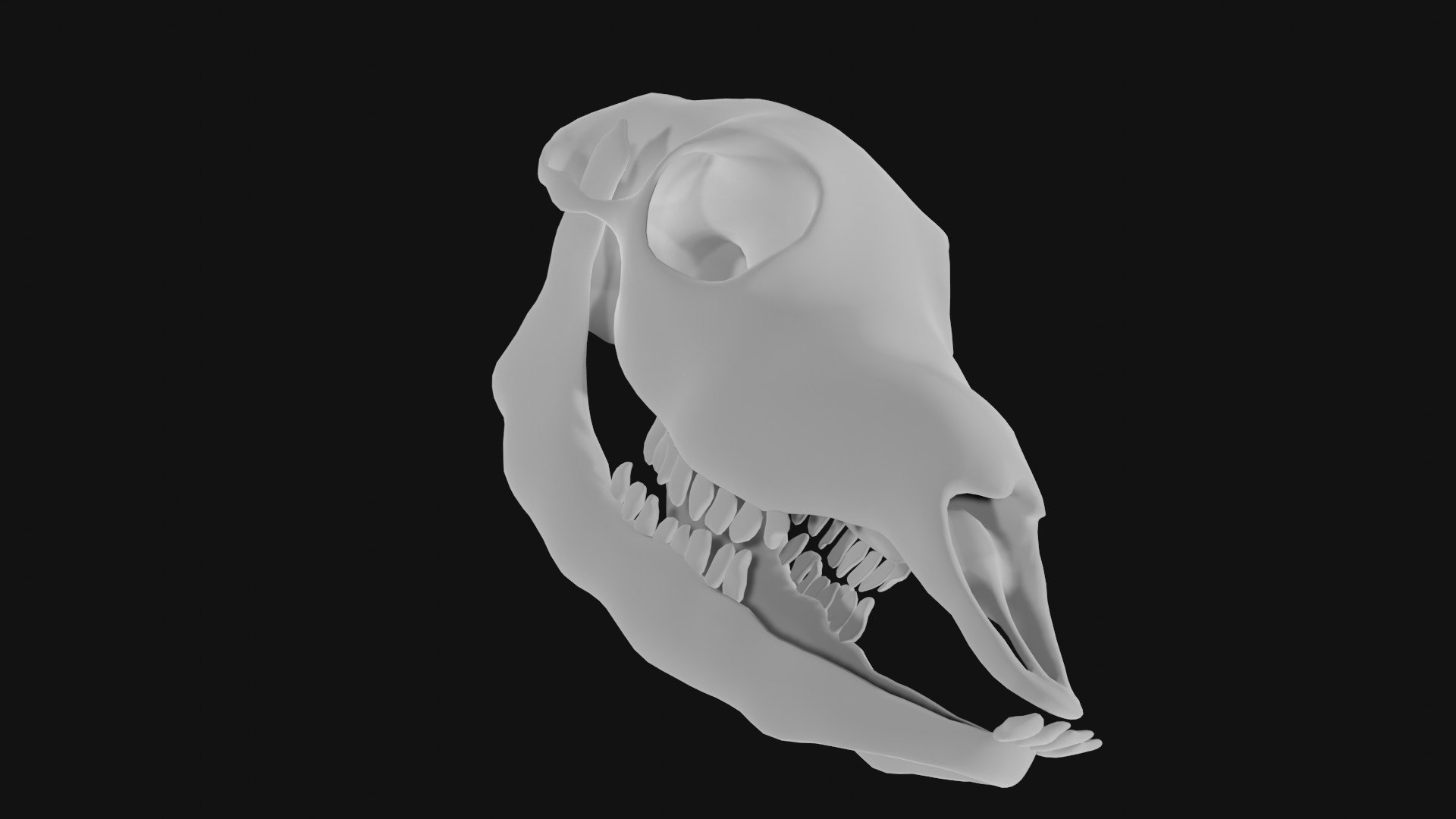 Doe Skull 3D Model - TurboSquid 1986098