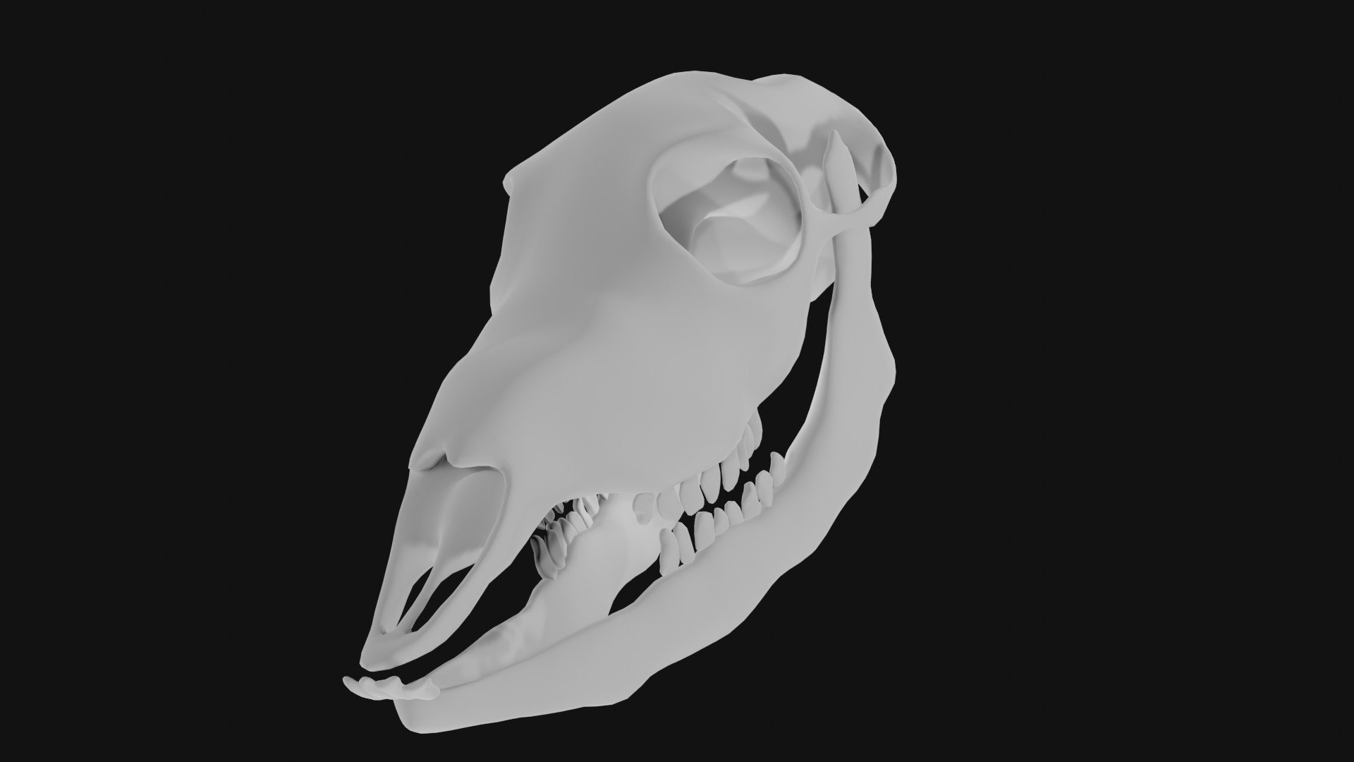 Doe Skull 3D Model - TurboSquid 1986098