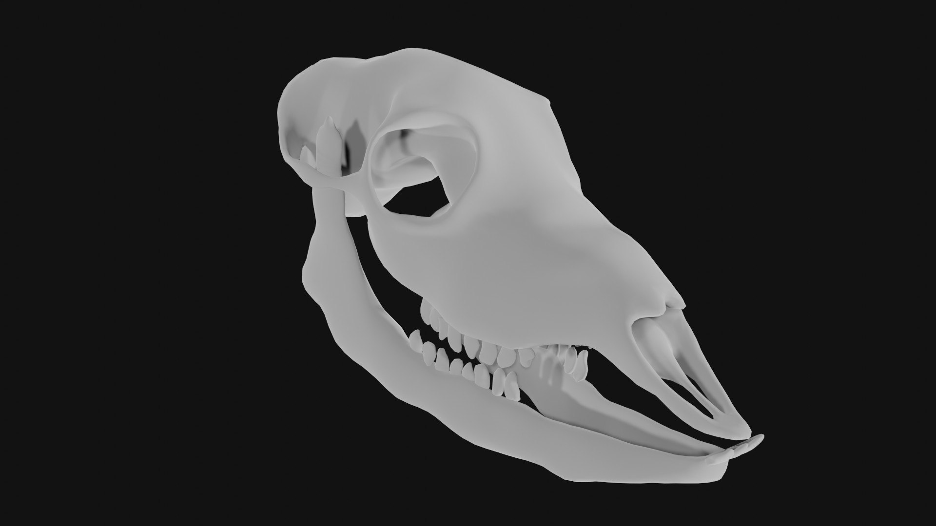 Doe Skull 3D Model - TurboSquid 1986098