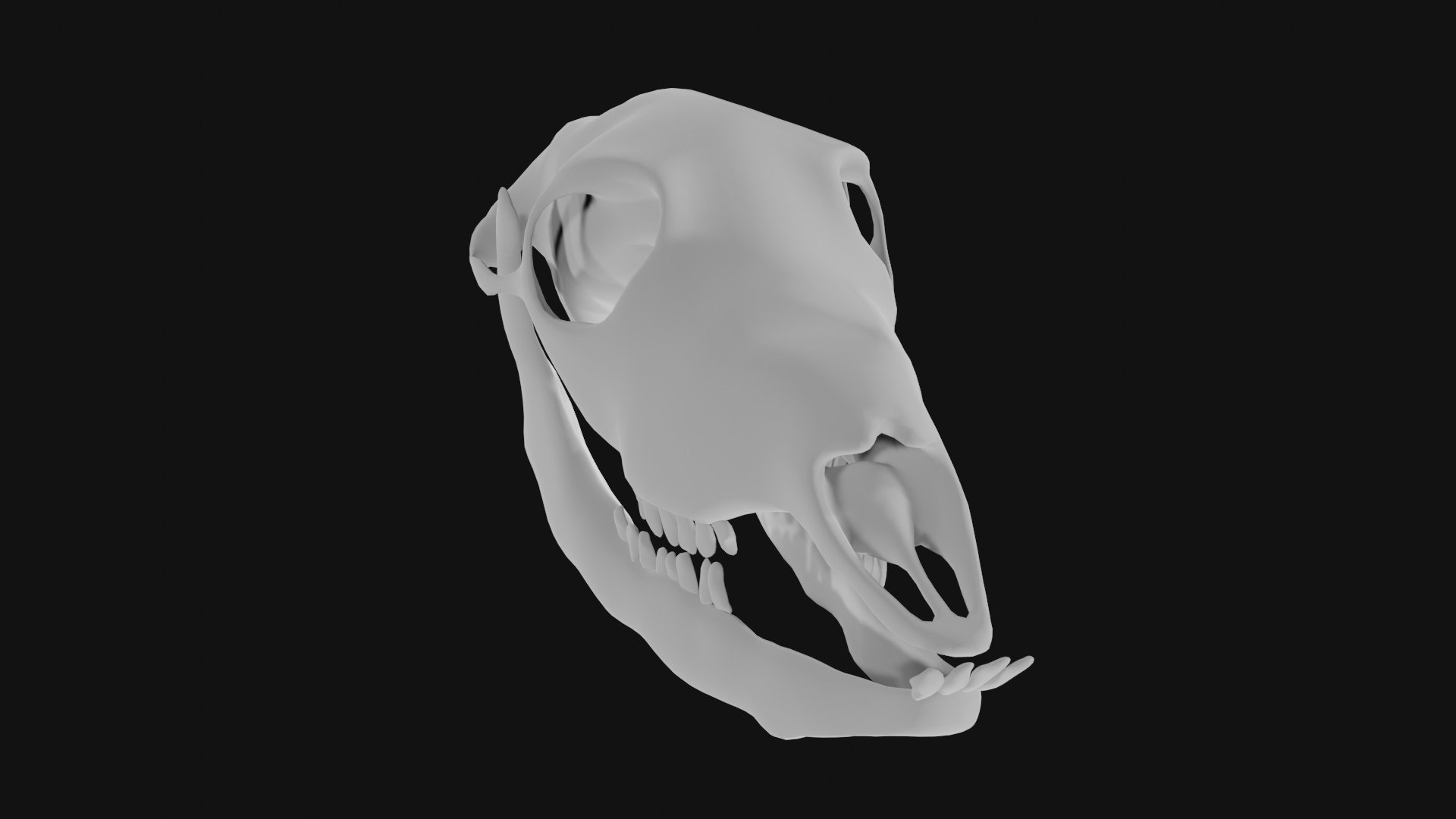 Doe Skull 3D Model - TurboSquid 1986098
