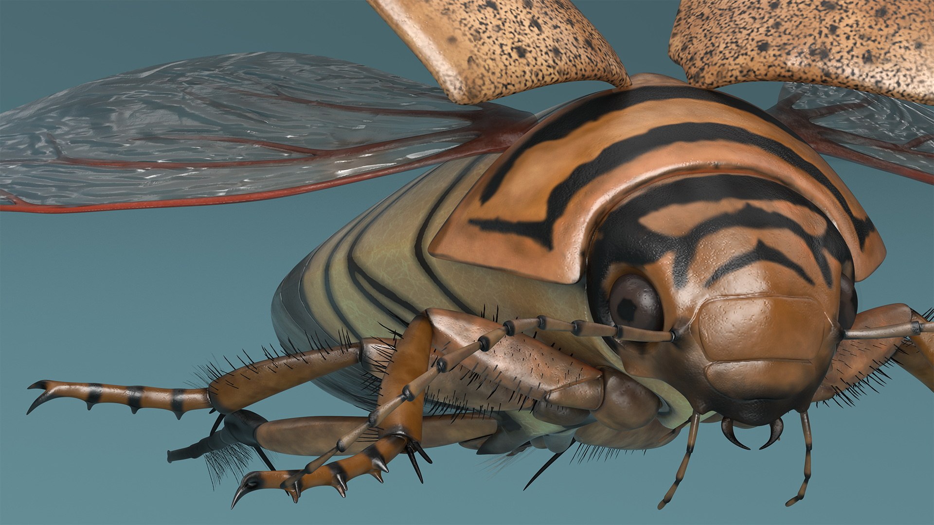 Hygrobia Beetle Beige Realistic Flying 3D Model - TurboSquid 2243108