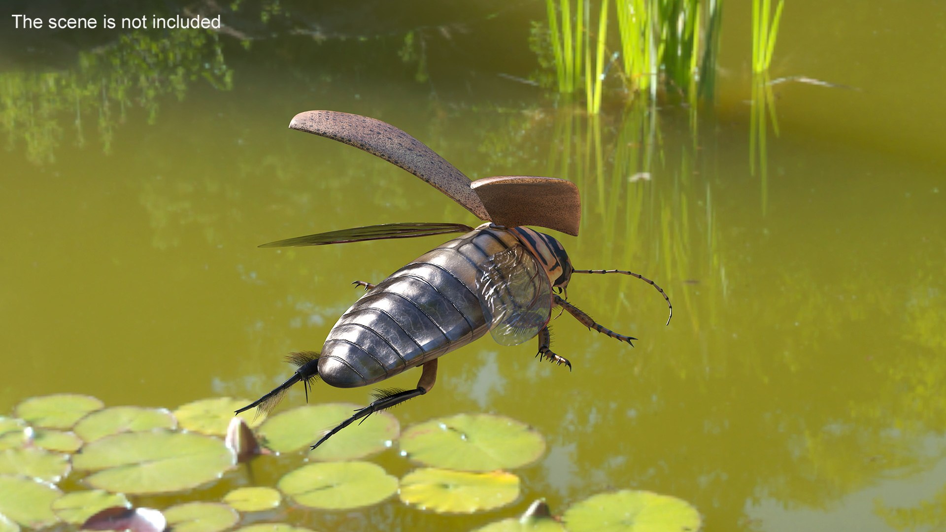 Hygrobia Beetle Beige Realistic Flying 3D Model - TurboSquid 2243108