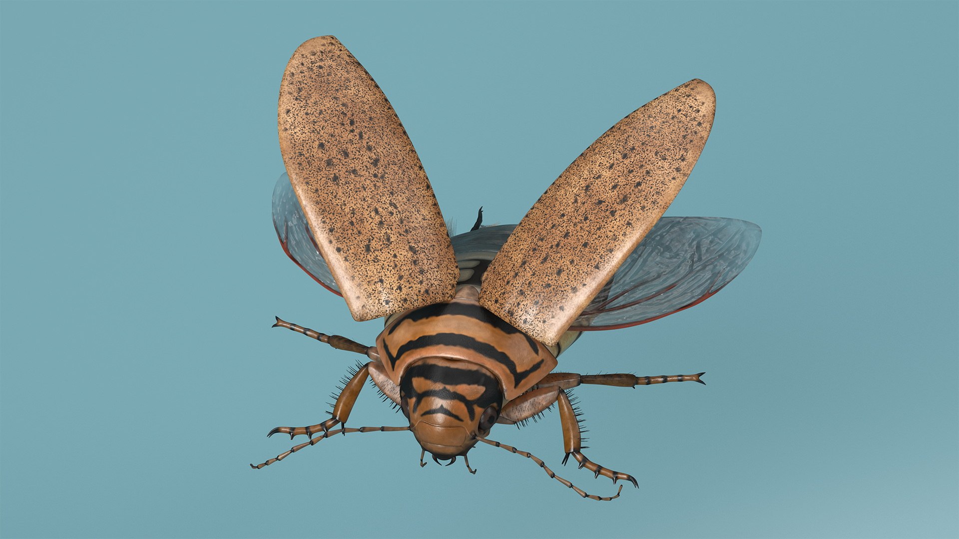 Hygrobia Beetle Beige Realistic Flying 3D Model - TurboSquid 2243108