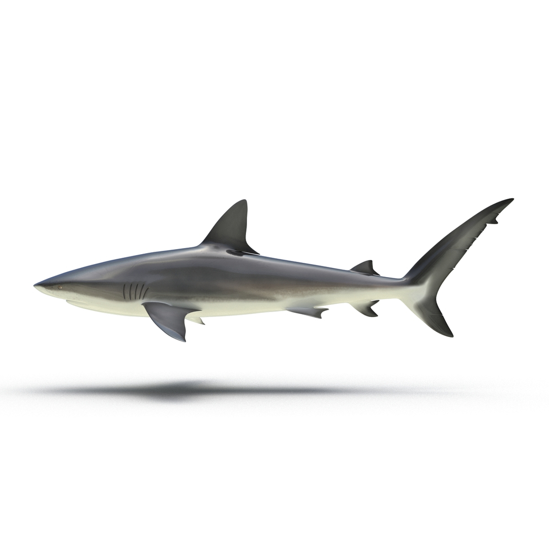 3D Dusky Shark Rigged Model - TurboSquid 1494236