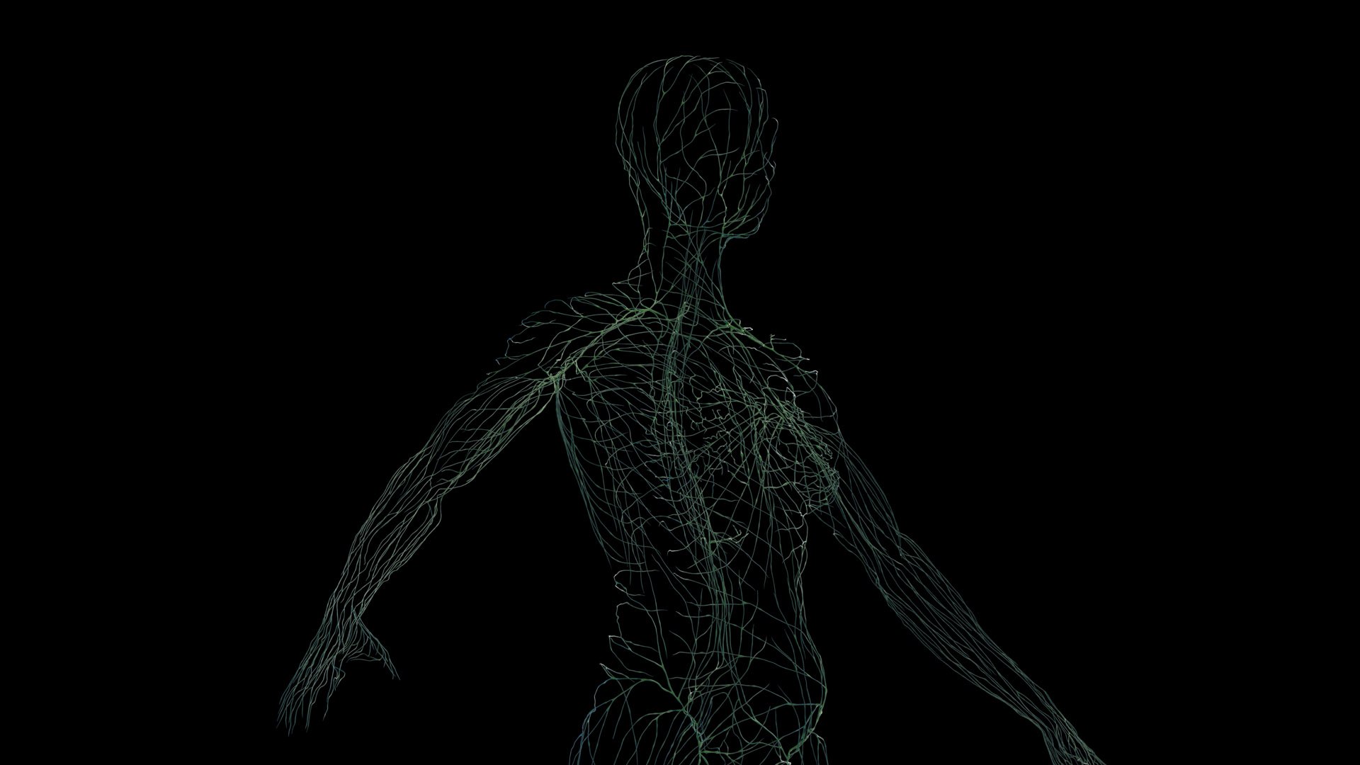 Human Female Lymphatic System Static 3D model - TurboSquid 2059982