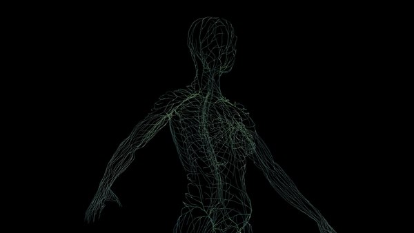 modelo 3d Human Female Lymphatic System Static - TurboSquid 2059982